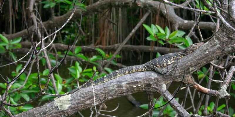 West coast Beach, River Mangroves lagoon, Wildlife boat Tour - Key Points