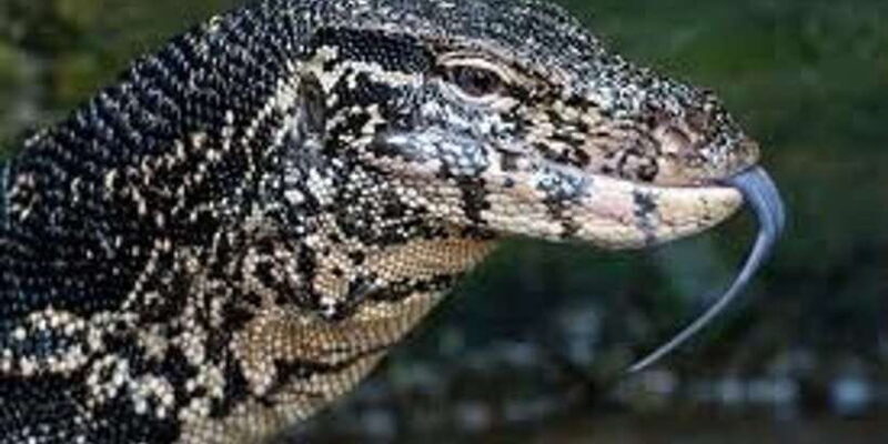 West coast Beach, River Mangroves lagoon, Wildlife boat Tour - A Closer Look at the Tour Experience