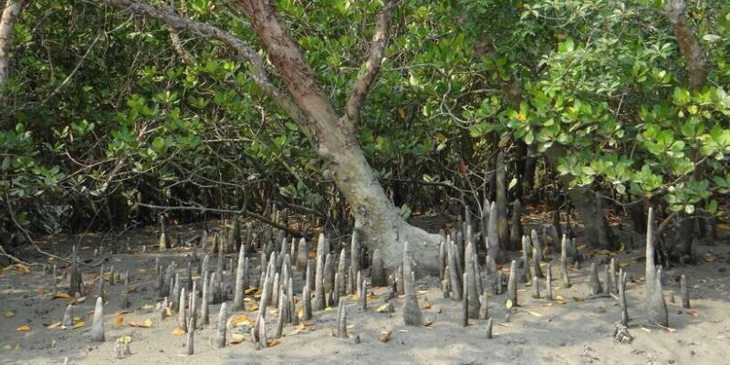 West coast Beach, River Mangroves lagoon, Wildlife boat Tour - Balancing the Pros and Cons