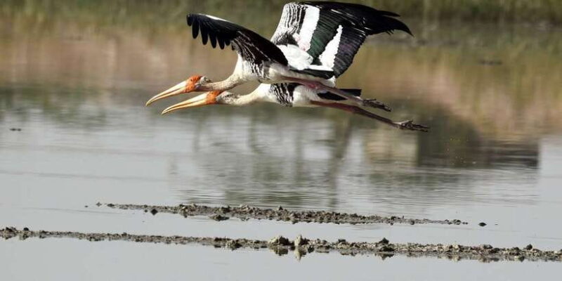 West coast Beach, River Mangroves lagoon, Wildlife boat Tour - Final Thoughts: Who Should Consider This Tour?