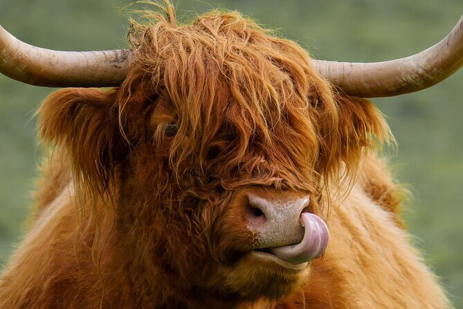 West Coast Lochs & Castles Tour - from Edinburgh - Highland Cows and the Kelpies