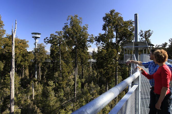 West Coast Tree Top Walk Experience - What’s Included & What To Expect