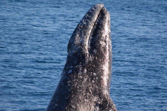 West Harbor LA Whale and Dolphin Watching Cruise - What You’ll Experience Onboard