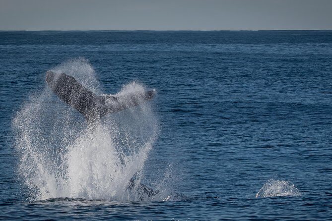 West Harbor LA Whale and Dolphin Watching Cruise - Reviews and Real Traveler Experiences