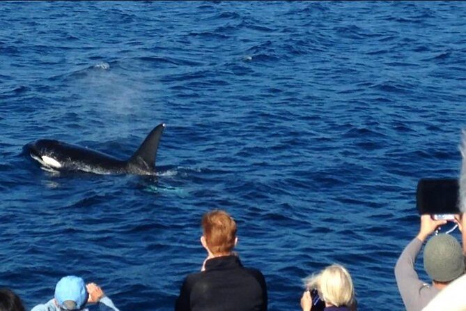 West Harbor LA Whale and Dolphin Watching Cruise - Practical Considerations