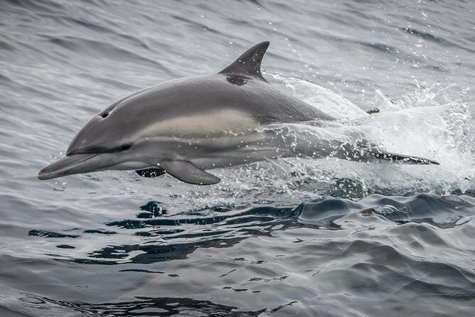 West Harbor LA Whale and Dolphin Watching Cruise - Who Should Consider This Tour?