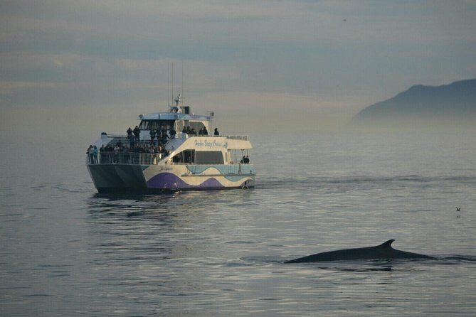 West Harbor LA Whale and Dolphin Watching Cruise - The Sum Up