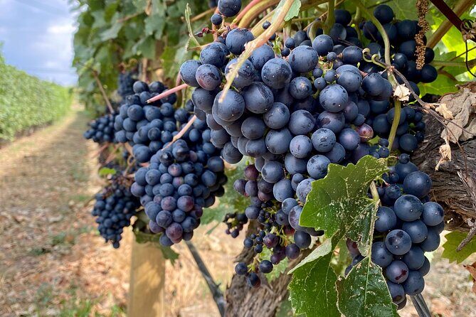 West Kelowna Half-Day Guided Wine Tour With 4 Wineries - What the Tour Includes and What to Keep in Mind