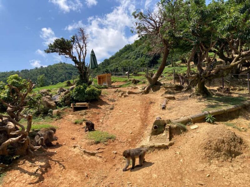 West Kyoto & Arashiyama: In-Depth 1-Day Cultural Tour - FAQ