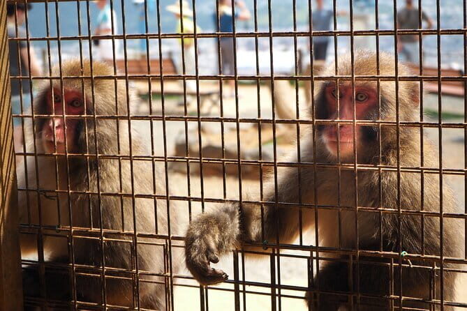 West Kyoto & Arashiyama: Walking 1Day Tour w/Matcha & Calligraphy - Key Points