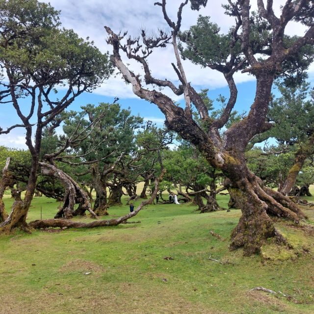 West Madeira:, Laurel Forest, Waterfall, Rock Pools, Walk - An In-Depth Look at the Itinerary