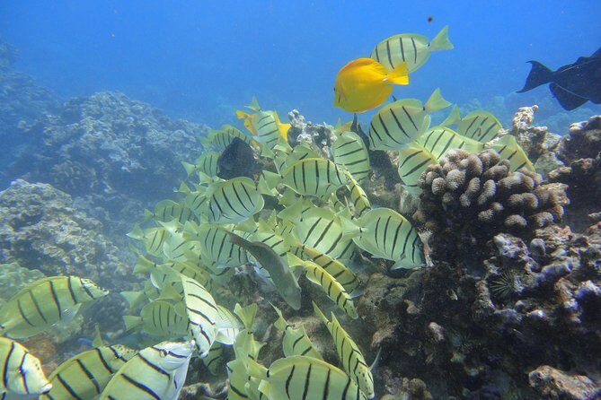 West Maui Snorkeling Experience by Boat from Ka'anapali - The Itinerary: What to Expect from Start to Finish