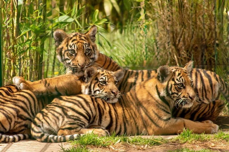 West Midlands Safari Park: Day Admission Ticket - Practical Details