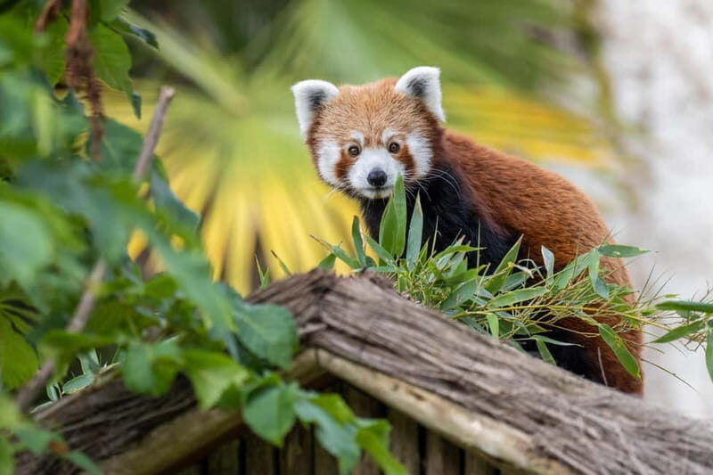West Midlands Safari Park: Day Admission Ticket - Authentic Visitor Insights