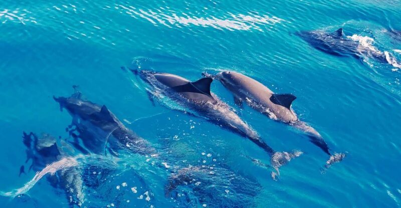 West O'ahu: Swim with Dolphins Catamaran Cruise - Key Points