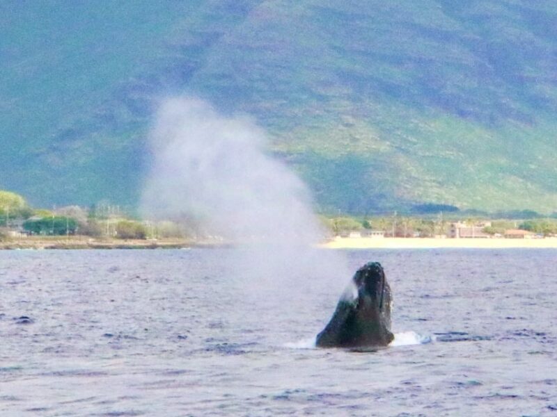 West O'ahu: Swim with Dolphins Catamaran Cruise - What the Reviews Teel Us