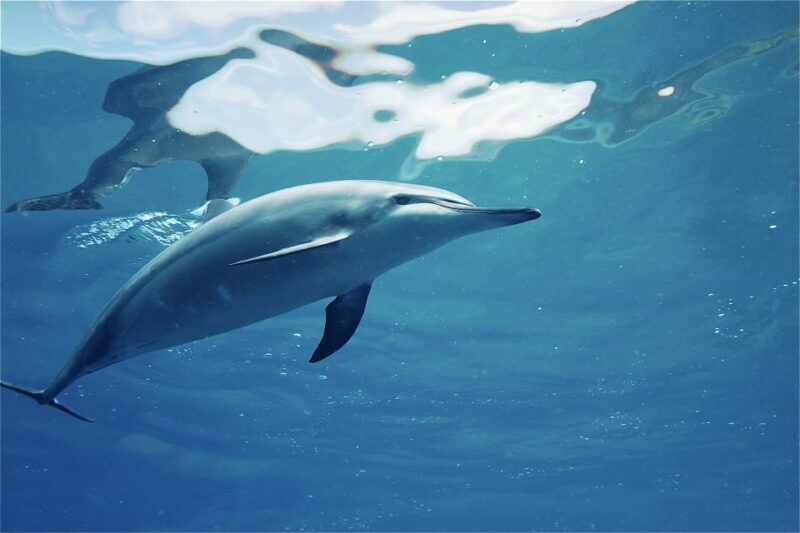 West O'ahu: Swim with Dolphins Catamaran Cruise - Who Would Love This Tour?
