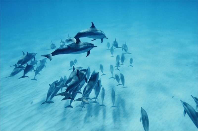West O'ahu: Swim with Dolphins Catamaran Cruise - The Sum Up