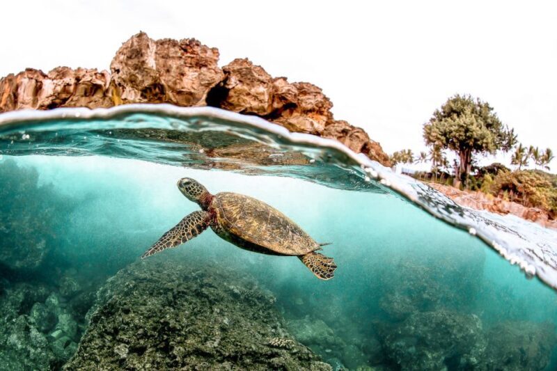 West Oahu: Turtles, Dolphins, and Snorkeling Tour with Lunch - A Detailed Look at the Tour Experience