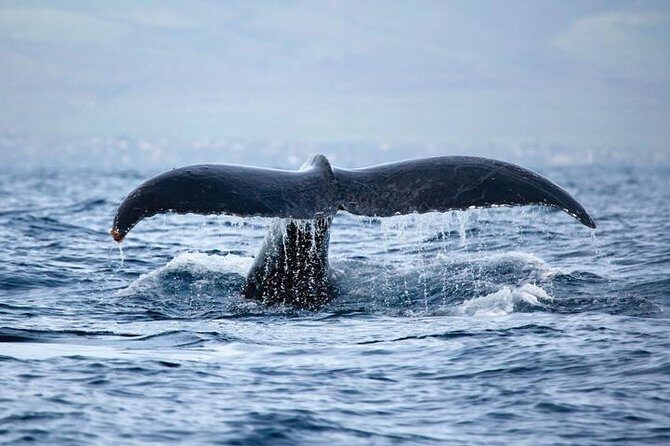 West Oahu Whale Watching Excursion - The Bottom Line