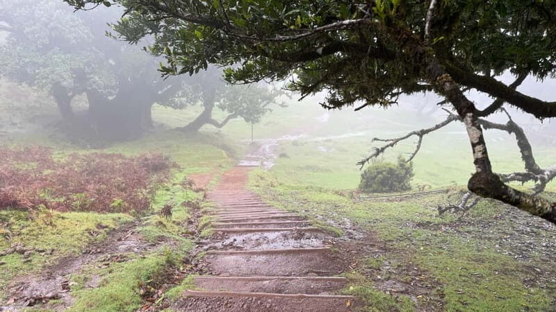 West of Madeira: Guided Tour with Fanal Forest - Key Points