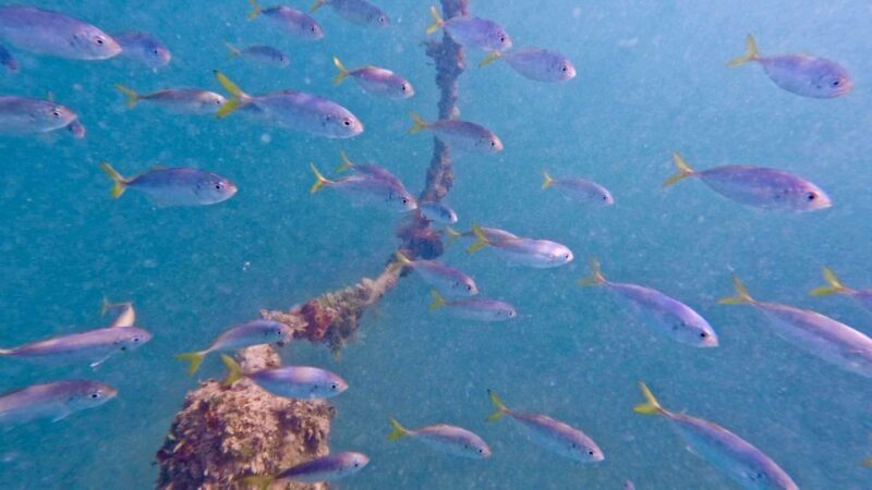 West Palm Beach: Beginner Scuba Diving Adventure with Videos - FAQs