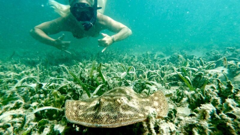West Palm Beach: Beginner Snorkel Tour with Turtles & Videos - Overview of the Experience