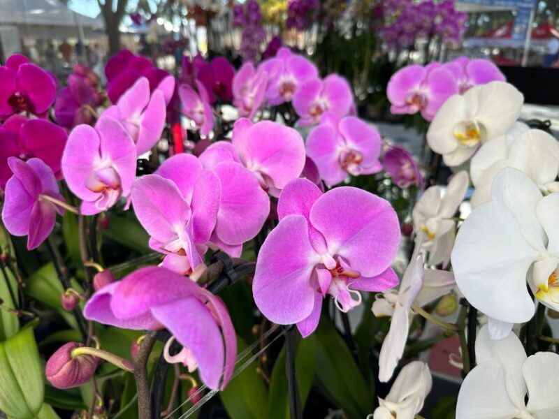 West Palm Beach: Mornings in the Market Food Tour - The Sum Up: Is It Worth It?