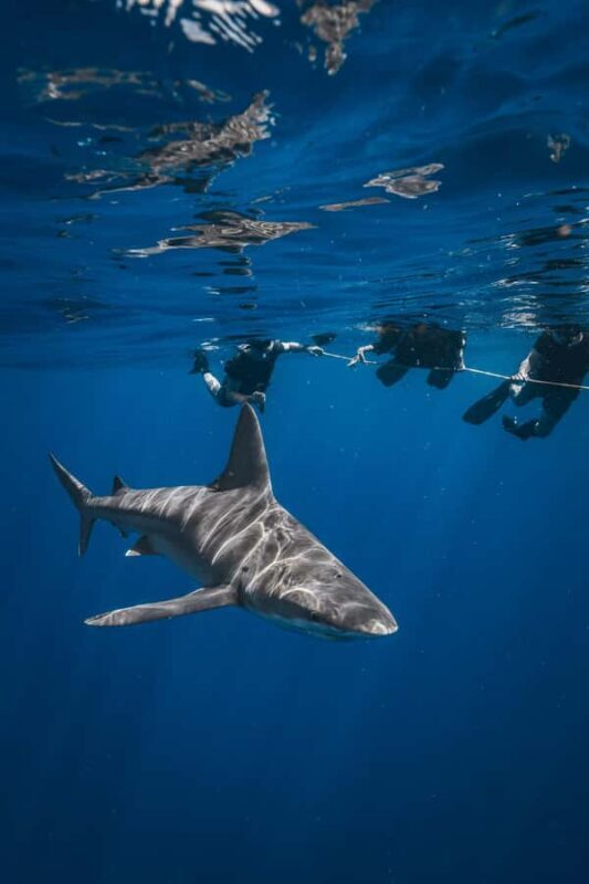 West Palm Beach: Shark Snorkel Adventure with Gung Ho Divers - An In-Depth Look at the Shark Snorkel Adventure