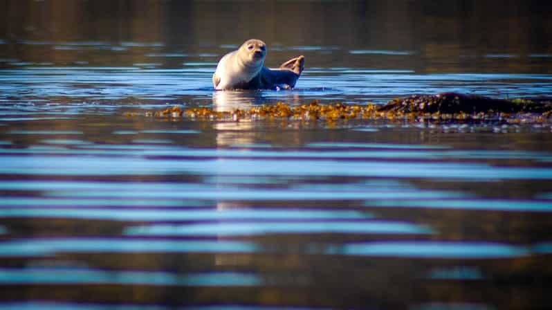 West Sweden: Paddle with seals - Discovering West Sweden: Paddle with Seals