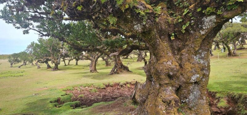 West Tour Madeira Island - Practical Tips for Travelers