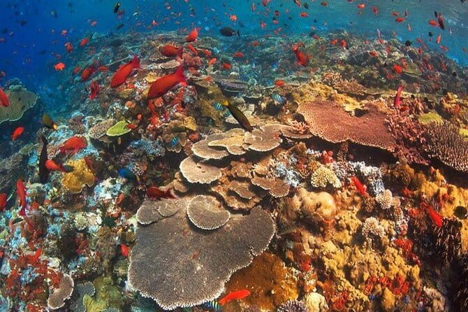 West Trip and Snorkeling Nusa Penida - Who Will Love This Tour?