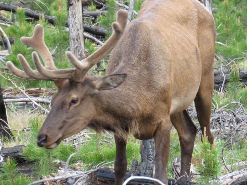 West Yellowstone: Yellowstone Day Tour Including Entry Fee - The Full Experience: Detailed Breakdown of the Tour
