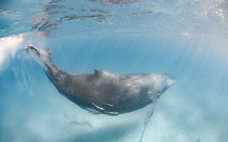 Western Australia: Swim with Humpback Whales - Key Points