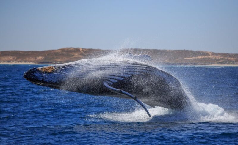 Western Australia: Swim with Humpback Whales - FAQ: Practical Questions About the Tour