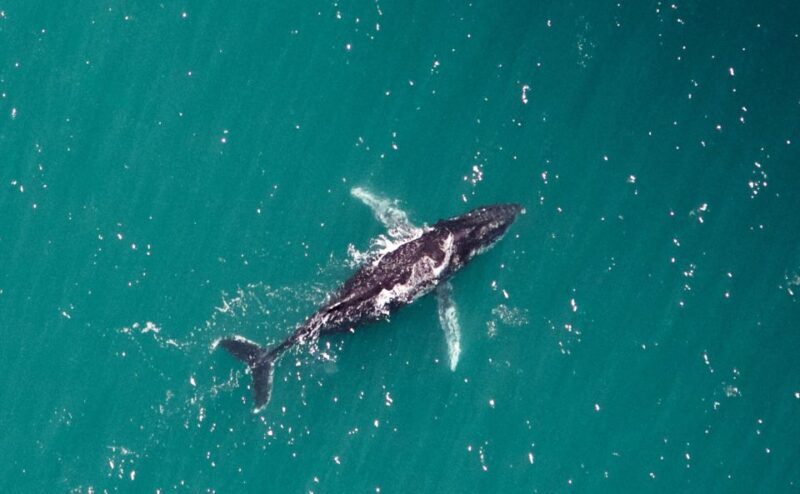 Western Australia: Swim with Humpback Whales - Final Thoughts
