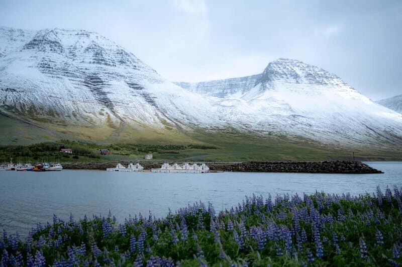 Westfjords Express Half-Day Tour from Ísafjörður - The Value Proposition