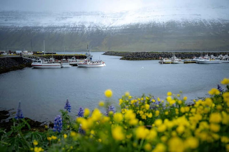 Westfjords Express Half-Day Tour from Ísafjörður - Who Should Consider This Tour?