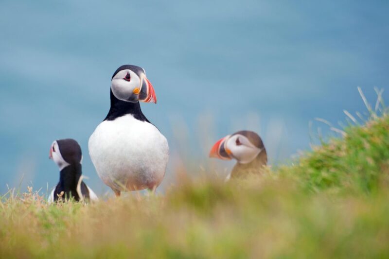Westman Islands Day Tour from Reykjavik - Starting the Journey: From Reykjavik to the South Coast