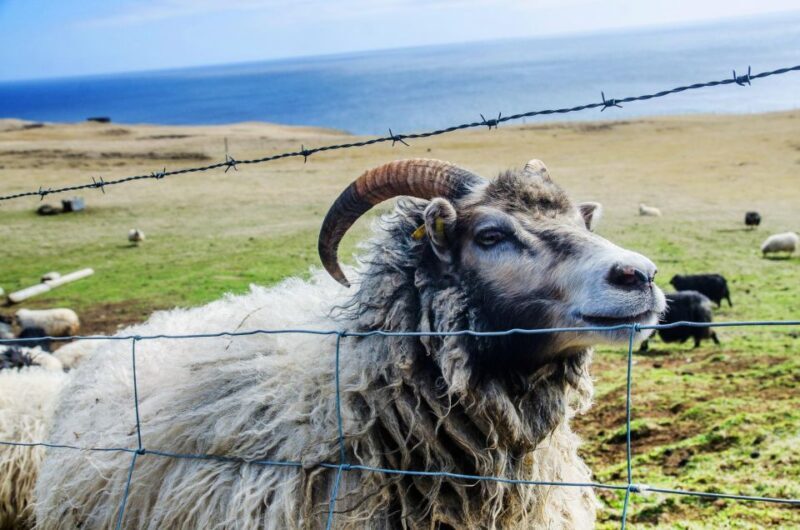 Westman Islands Day Tour from Reykjavik - Landed on Landeyjahöfn: Entering a Volcanic World