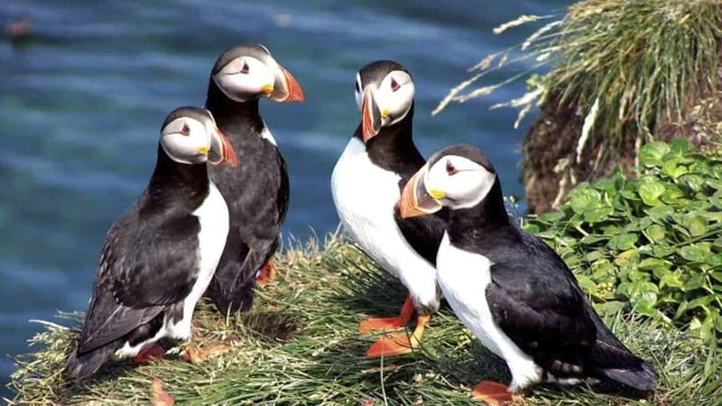 Westman Islands (Vestmannaeyjar) Private Day Tour - Exploring the Westman Islands: A Unique Icelandic Experience