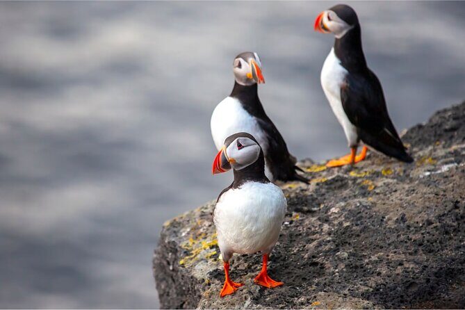Westman Islands, Volcanoes and Puffins Small Group Tour - Final Thoughts