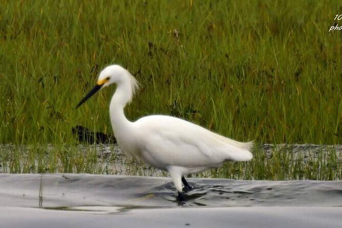 Wetlands Safari Eco-Cruise in Cape May (Birding By Boat) - Why This Tour Is a Must-Do for Nature and Bird Lovers