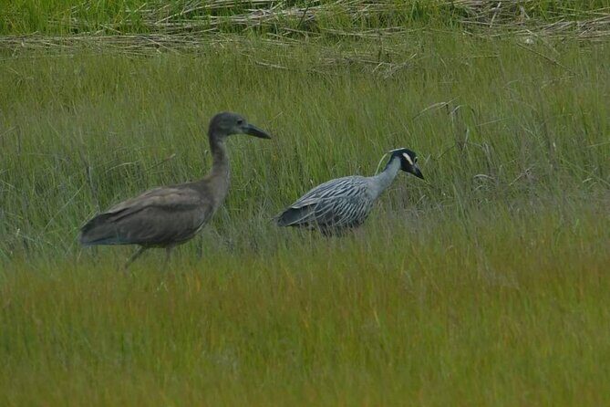 Wetlands Safari Eco-Cruise in Cape May (Birding By Boat) - The Value of Expertise and Flexibility
