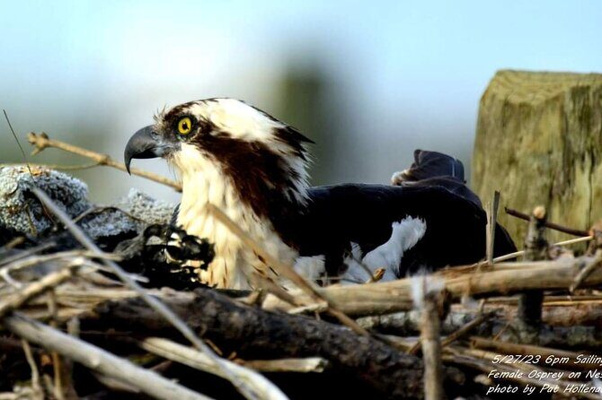 Wetlands Safari Eco-Cruise in Cape May (Birding By Boat) - Practical Considerations and Booking