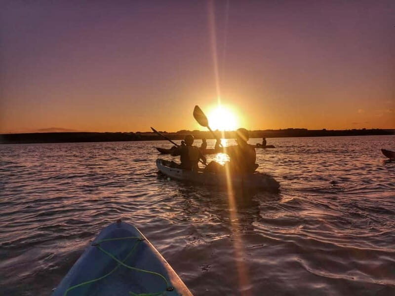 Wexford: Sunset Kayaking Experience - The Scenic Paddle and Wildlife Encounters