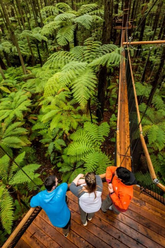 Whakarewarewa Maori Village, Lakes, and Redwoods Forest - An In-Depth Look at the Itinerary