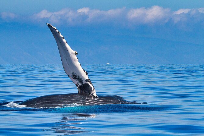 Whale and Dolphin Watch Boat Cruise in Oahu - An Honest Look at the Whale and Dolphin Watch in Oahu