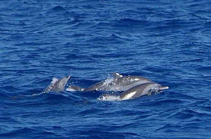 Whale and Dolphin Watching Cruise in St Lucia - Overall Value and Experience