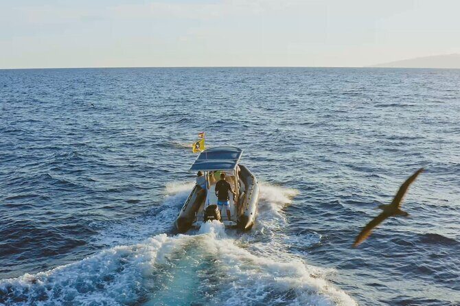 Whale and Dolphin Watching EcoAdventure in Tenerife - Frequently Asked Questions